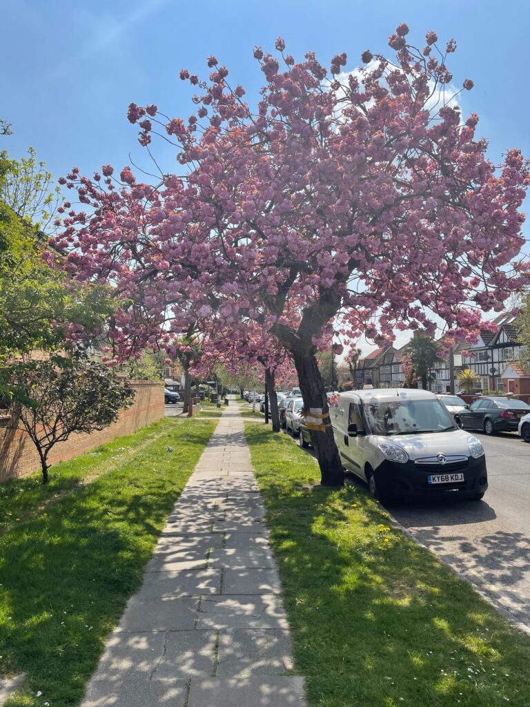 Hounslow Highways | Street trees